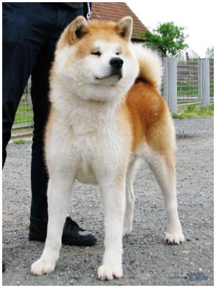 Akita Pedigree